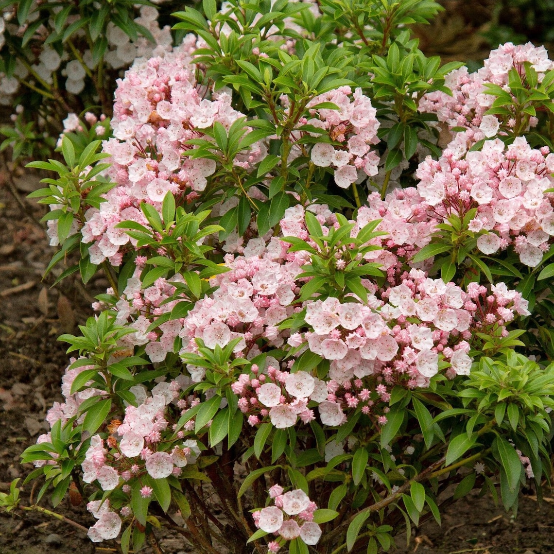Mountain Laurel Plant (kalmia Latifolia) Seeds - Etsy