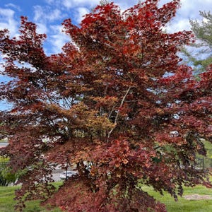 Beni-shi-en Japanese Maple Tree (acer Palmatum 'beni-shi-en') Seeds ...
