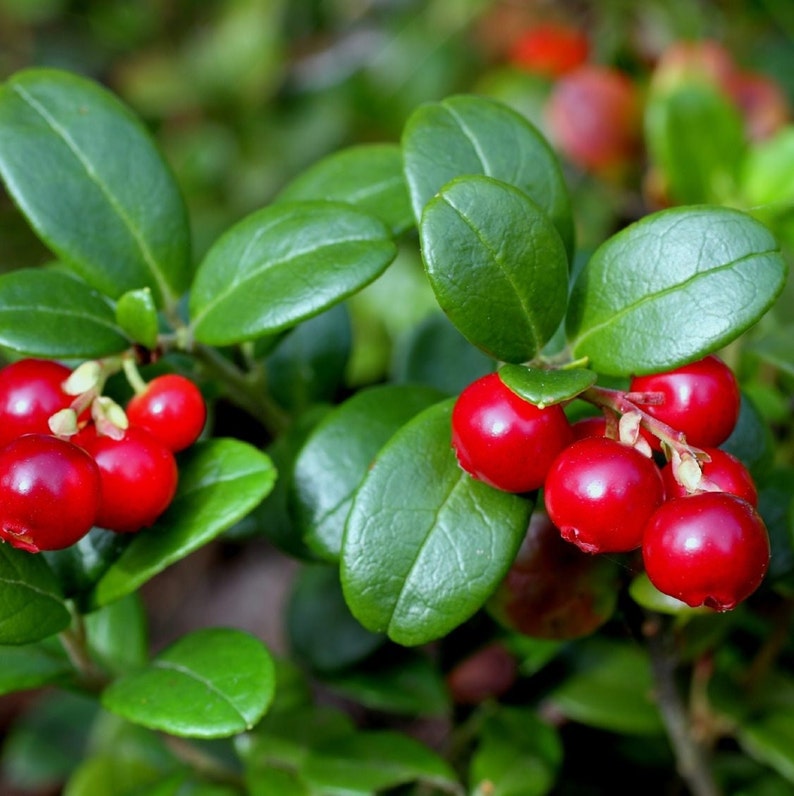 Organic Lingonberry Plant vaccinium Vitis-idaea Seeds - Etsy