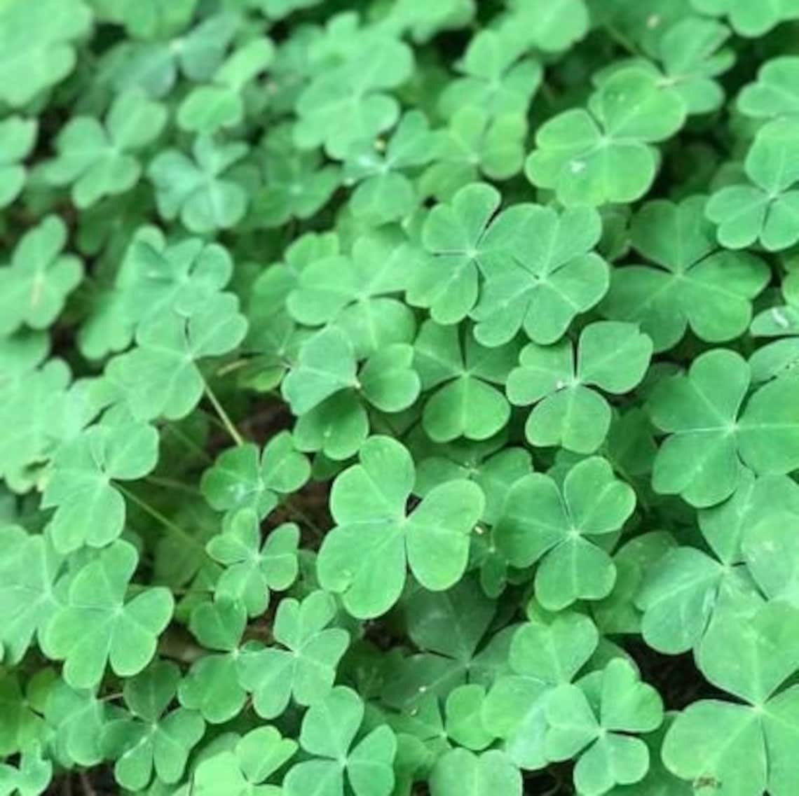 Irish Shamrock Ornamental Groundcover Plant (trifolium Repens) Seeds - Etsy