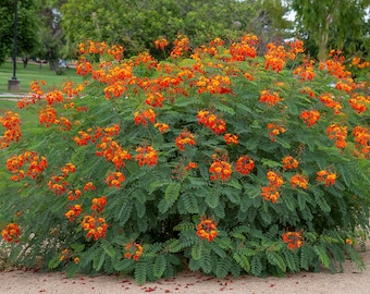 Pride of barbados plant store
