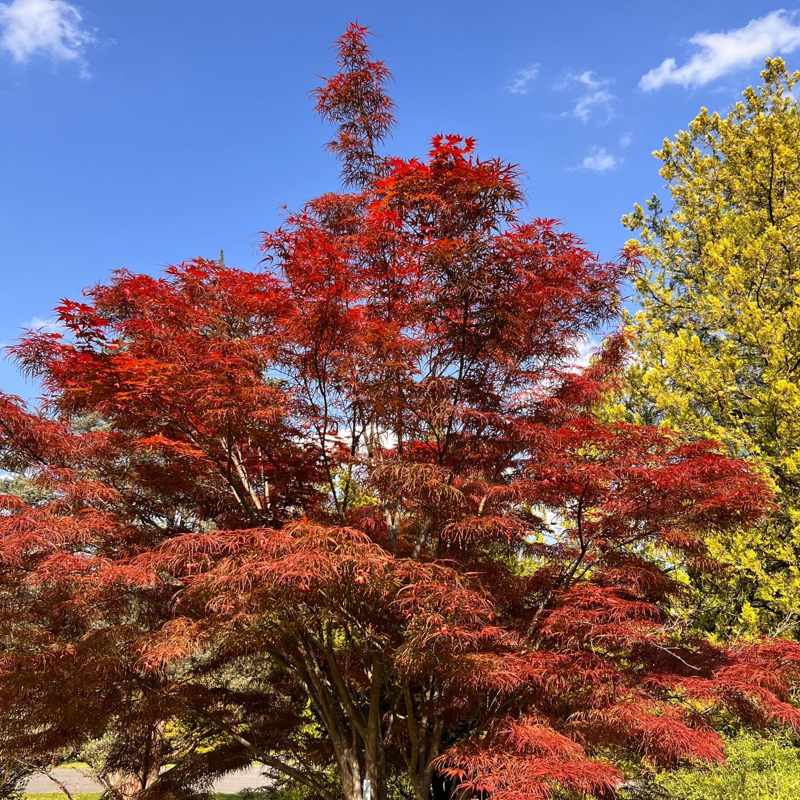 Hubb's Red Willow Japanese Maple Tree (acer Palmatum 'hubb's Red Willow ...