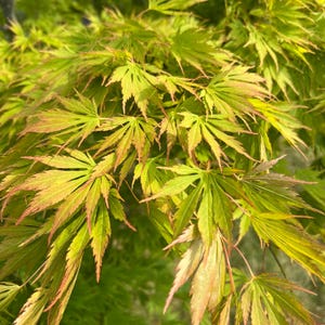 Omure Yama Japanese Maple Tree (acer Palmatum 'omure Yama') Seeds - NEW ...