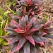 Red Hawaiian Compacta Cordyline Ti Plant Seeds - Etsy