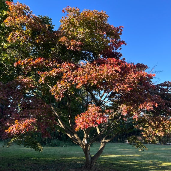 Large Japanese Maple Trees