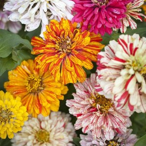 Candy Cane Zinnia Flower (zinnia Elegans) Seeds - Etsy