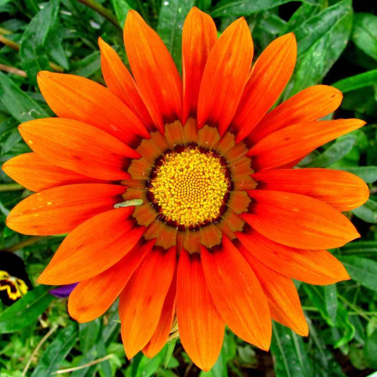 Orange Prince Sunflower Plant venidium Fastnosum Seeds - Etsy