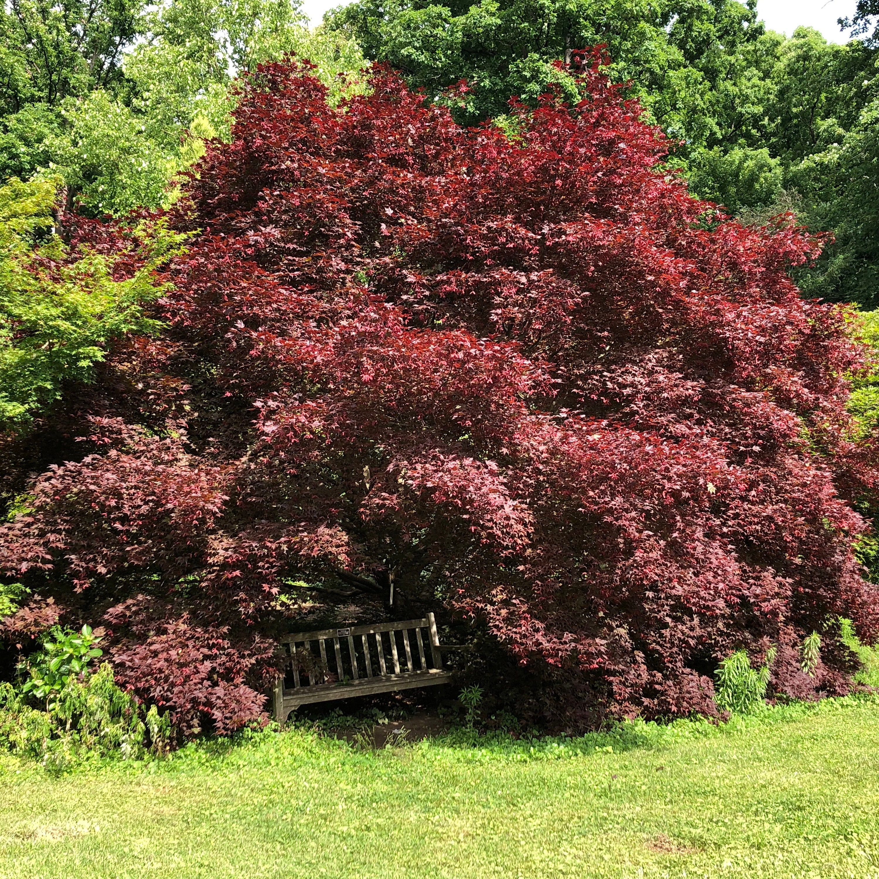 Bloodgood Japanese Maple Tree (acer Palmatum 'bloodgood') Seeds - NEW ...