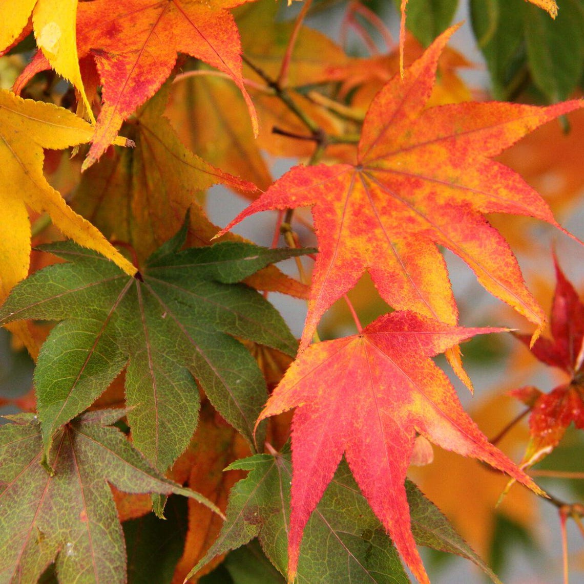 Hogyuko Japanese Maple Tree (acer Palmatum 'hogyuko') Seeds - NEW FOR ...