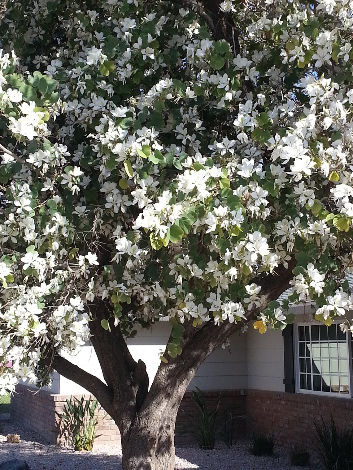 White Orchid Tree (bauhinia Alba) Seeds - Etsy