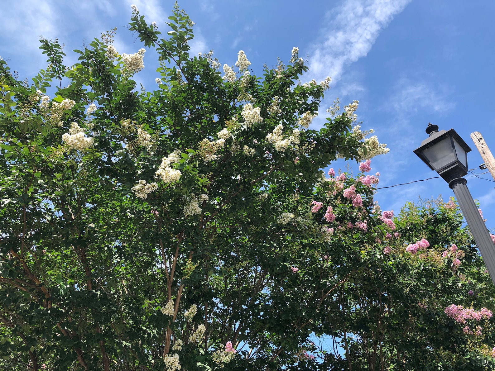 Natchez White Crepe Myrtle Tree (lagerstroemia Indica 'natchez') Seeds ...