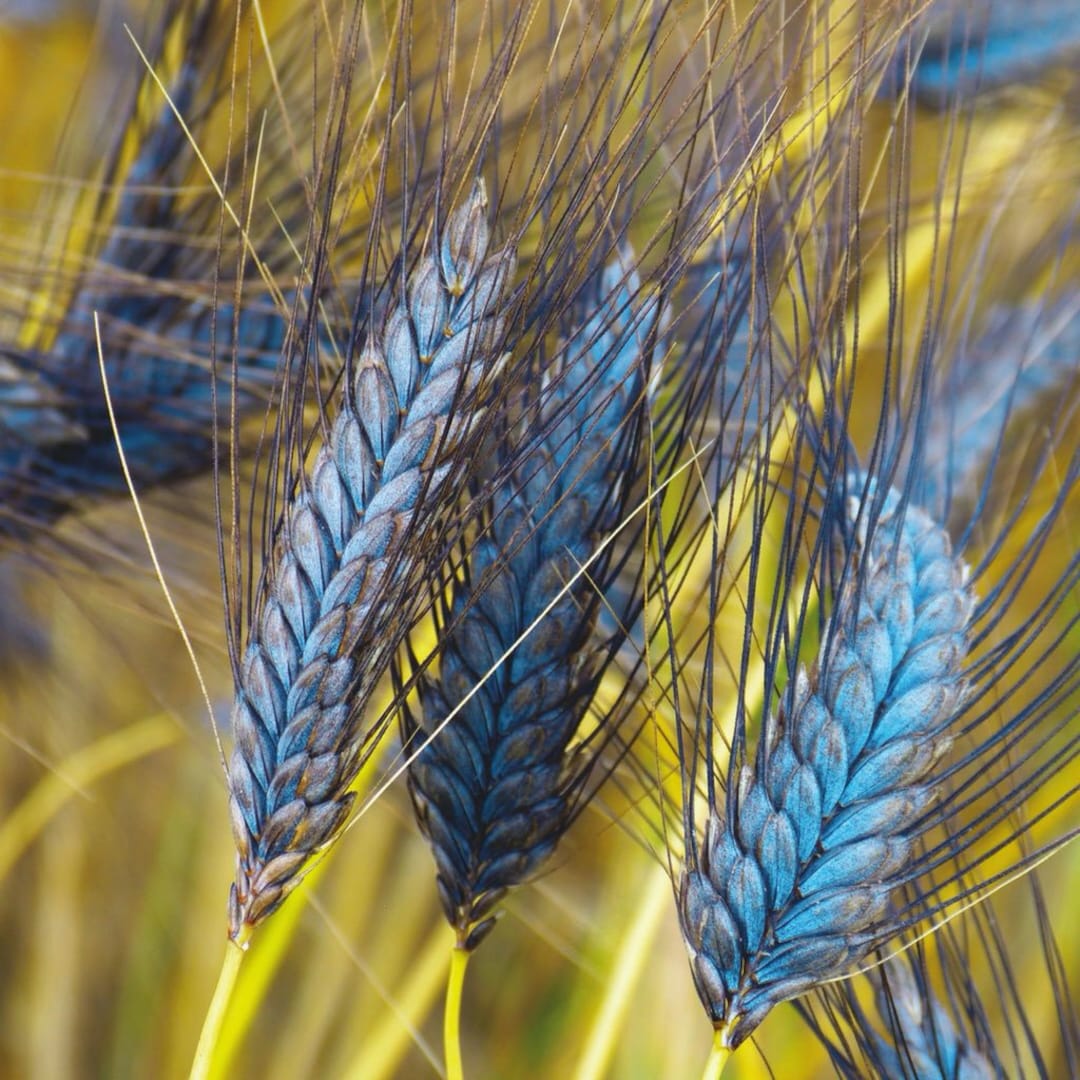 Utrecht Blue Wheat Grass (triticum Dicoccum) Seeds - Etsy