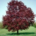 Crimson King Maple Tree Seeds - Etsy