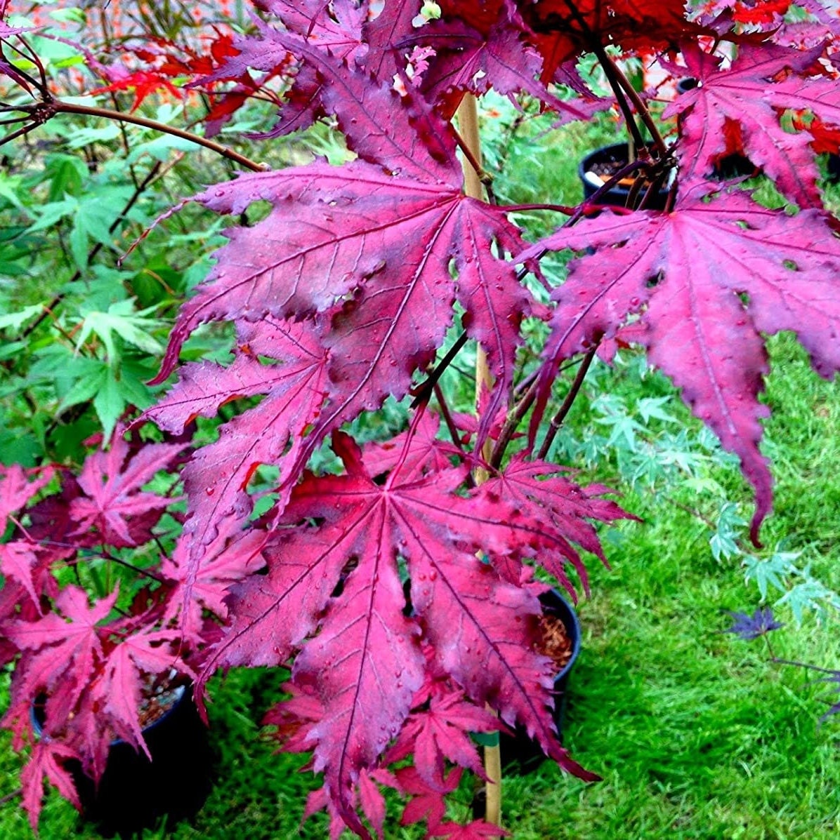 Purple Ghost Japanese Maple Tree acer Palmatum 'purple - Etsy Australia
