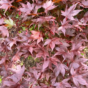 Moonfire Japanese Maple Tree (acer Palmatum 'moonfire') Seeds - NEW FOR ...