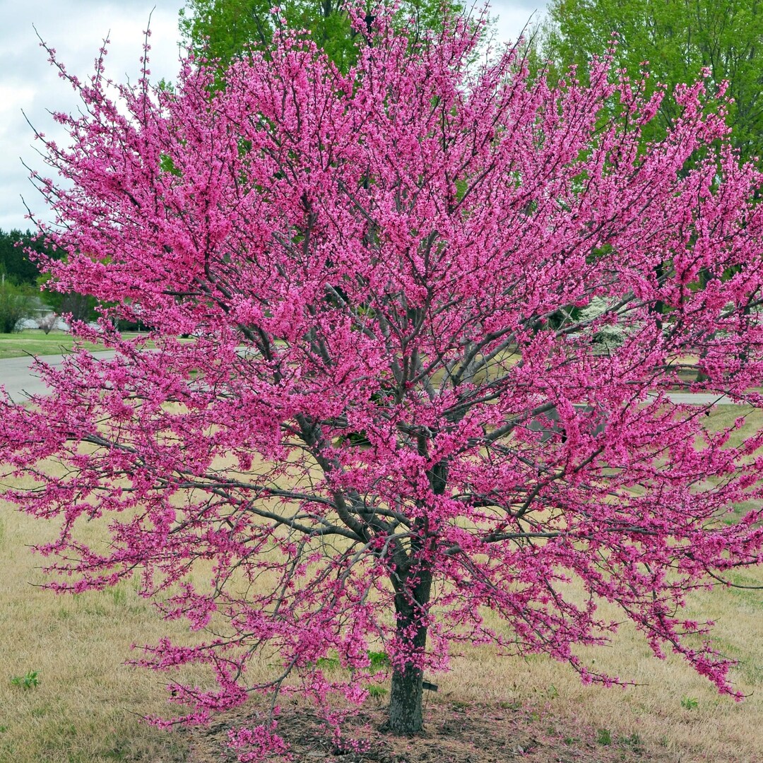 Floating Clouds Redbud Tree (cercis Canadensis 'floating Clouds') Seeds ...
