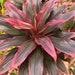 Red Hawaiian Compacta Cordyline Ti Plant Seeds - Etsy