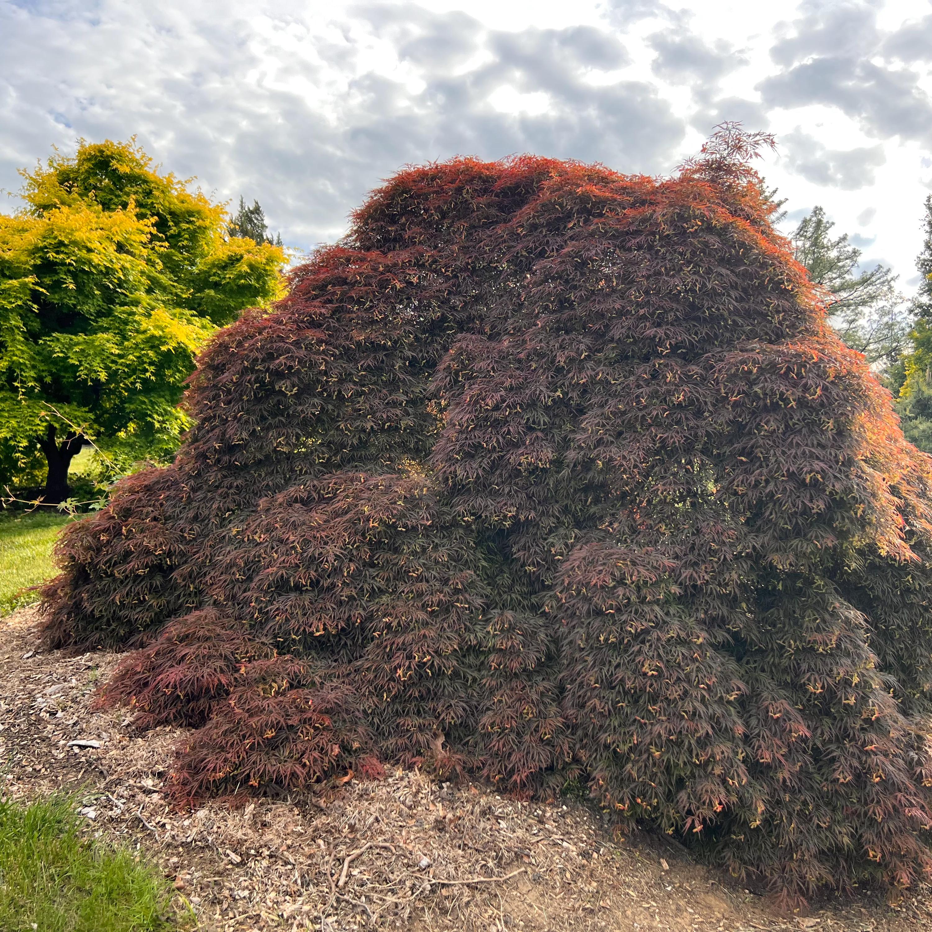 Pendulum Julian Japanese Maple Tree (acer Palmatum 'pendulum Julian ...