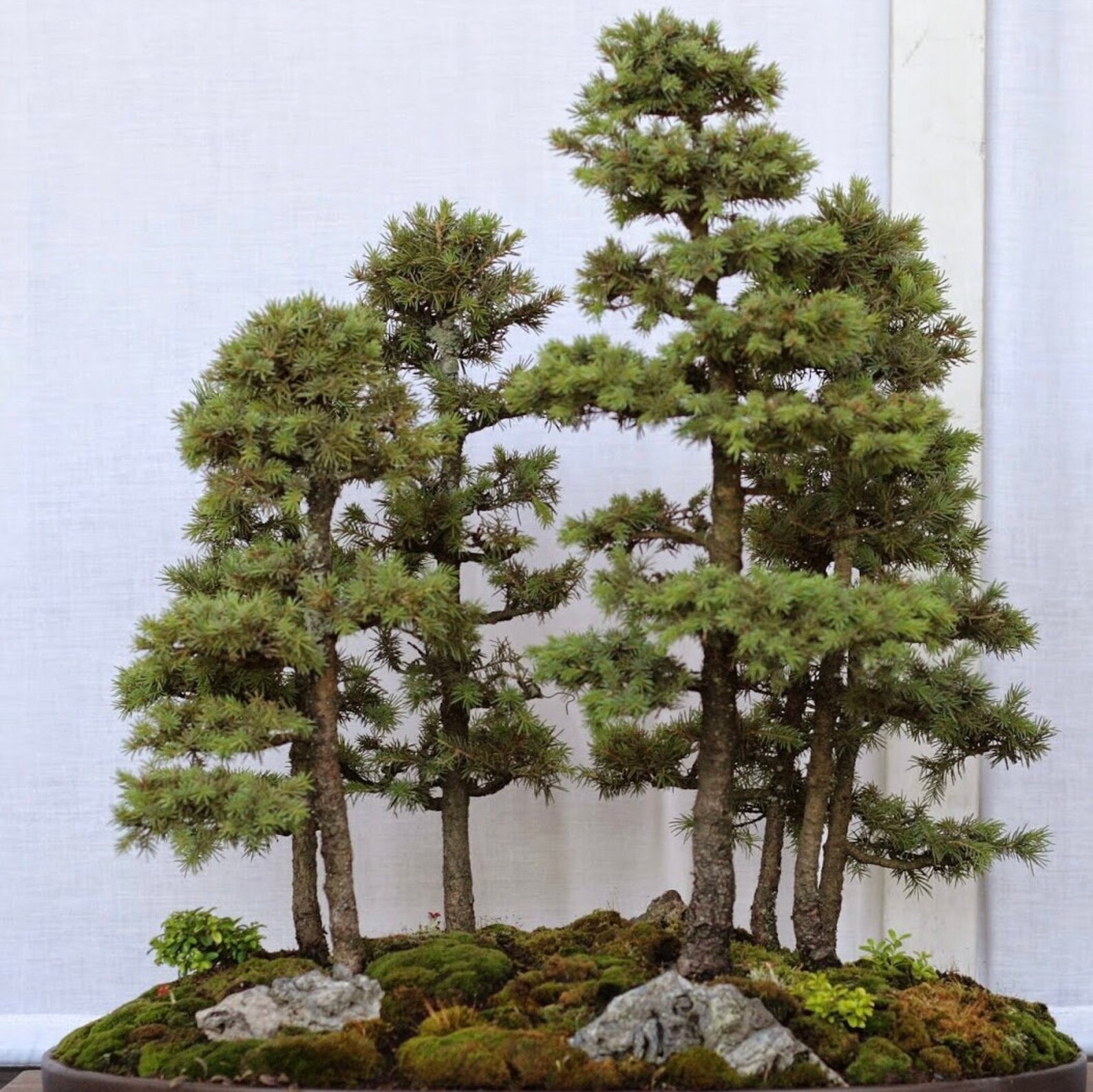 Red Spruce Tree (picea Rubens) Seeds - Etsy