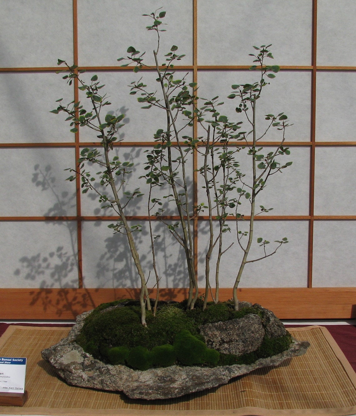 Golden Quaking Aspen Tree populus Tremuloides Seeds - Etsy