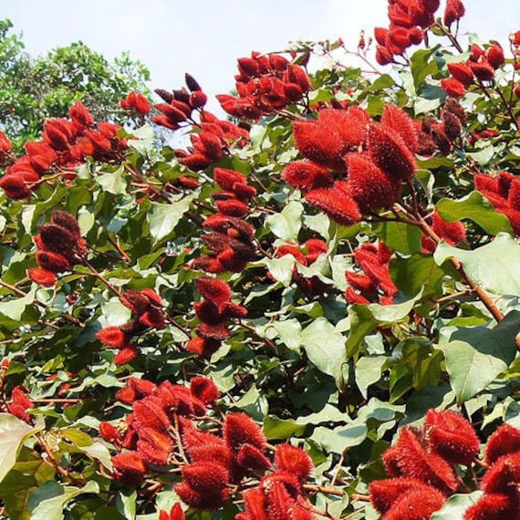 Achiote Lipstick Tree bixa Orellana Seeds - Etsy