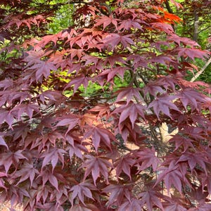 Super Bloodgood Japanese Maple Tree (acer Palmatum 'super Bloodgood ...