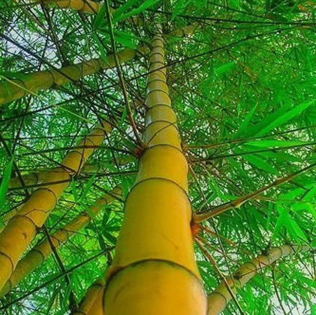 Asian Lemon Bamboo Plant Seeds - Etsy