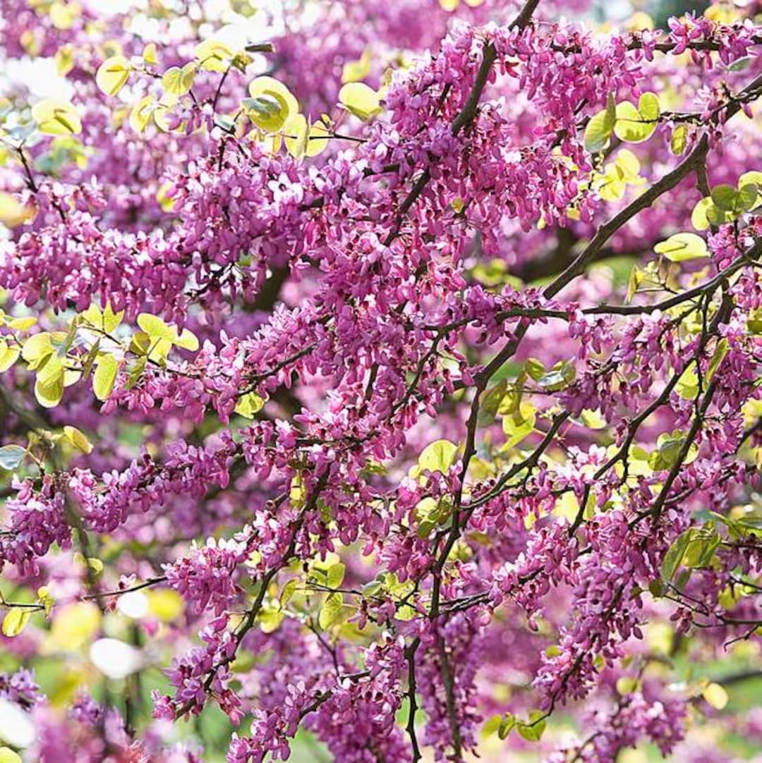 Chain-flowered Redbud Tree (cercis Racemosa) Seeds - NEW FOR FALL 2024 ...
