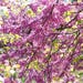 Chain-flowered Redbud Tree (cercis Racemosa) Seeds - Etsy