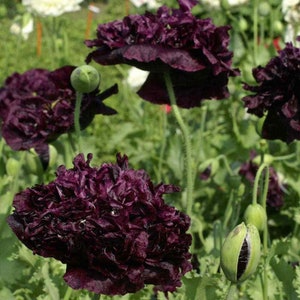 Black Peony Poppy Flower (papaver Paeoniflorum) Seeds - Etsy