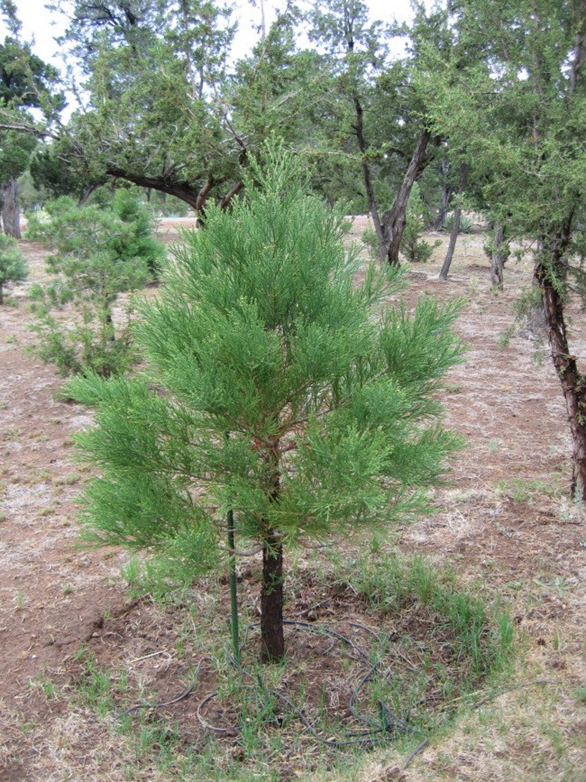 Giant Redwood Sequoia Tree sequoiadendron Giganteum Seeds - Etsy