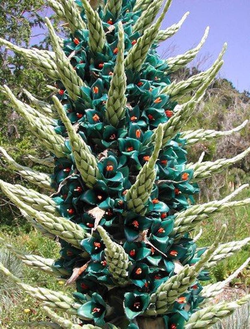 Sapphire Tower Plant (puya Alpestris) Seeds - Etsy