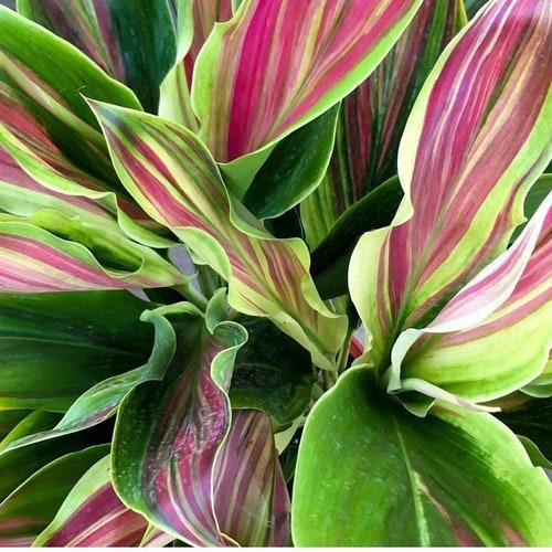 Sherbert Cordyline Ti Plant Seeds - Etsy