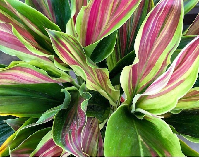 Sherbert Cordyline Ti Plant Seeds - Etsy