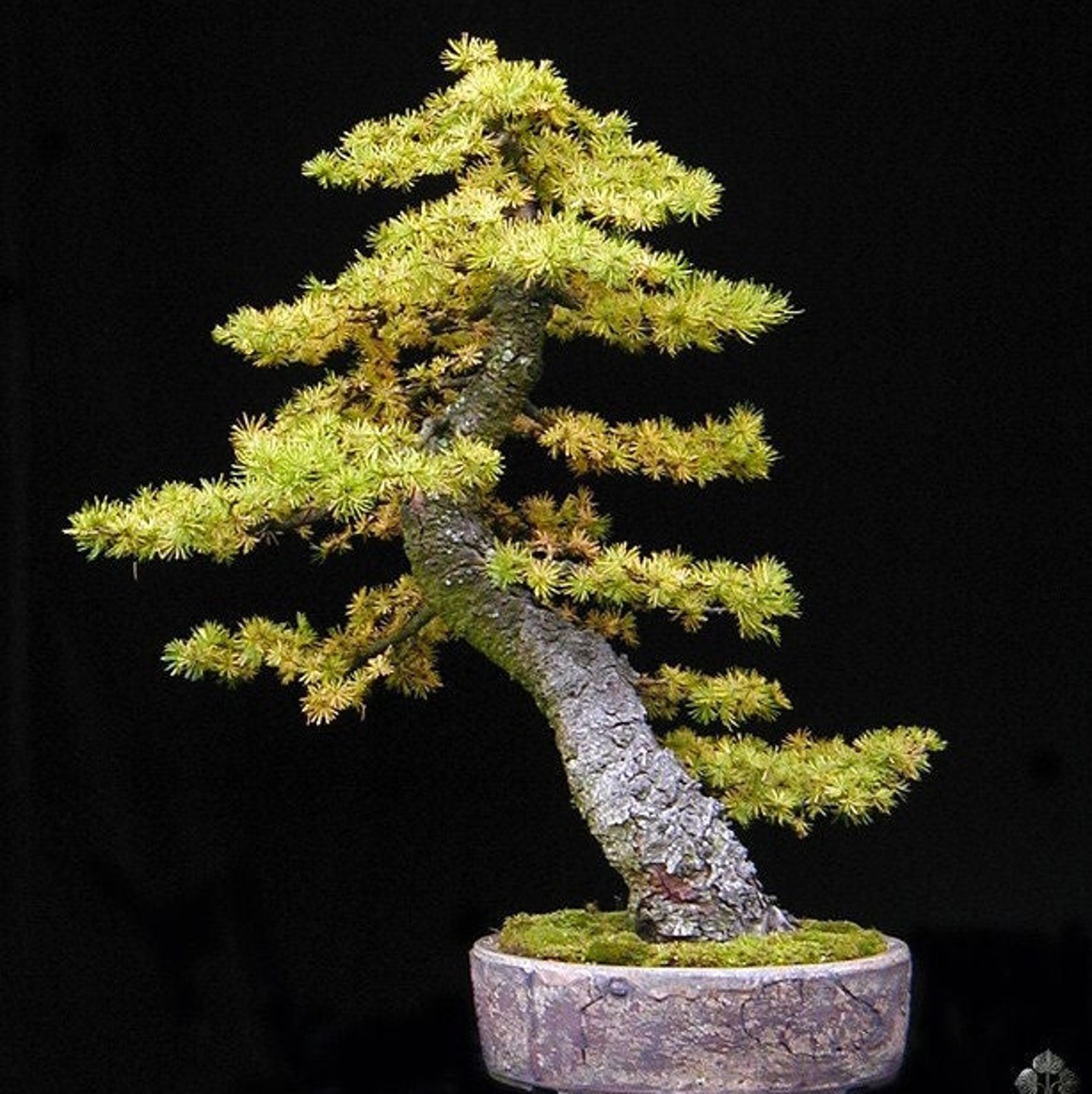 Japanese Larch Tree larix Kaempferi Seeds - Etsy Australia