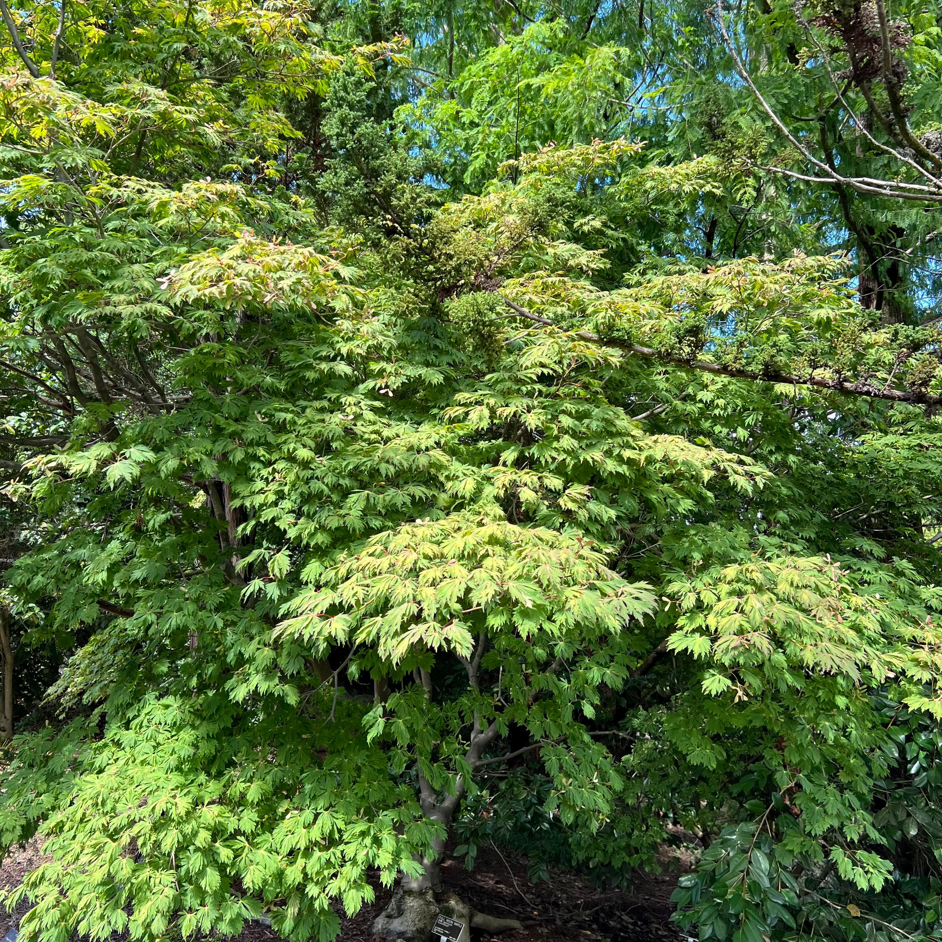 Full Moon Japanese Maple Tree (acer Japonicum 'aconitifolium') Seeds ...