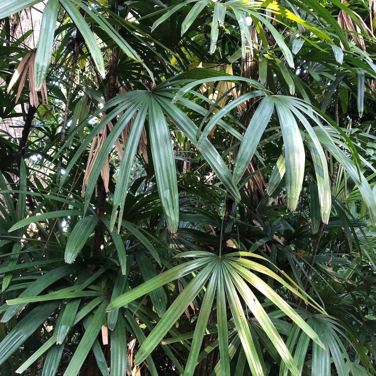 Lady Palm Tree (rhapis Excelsa) Seeds - Etsy