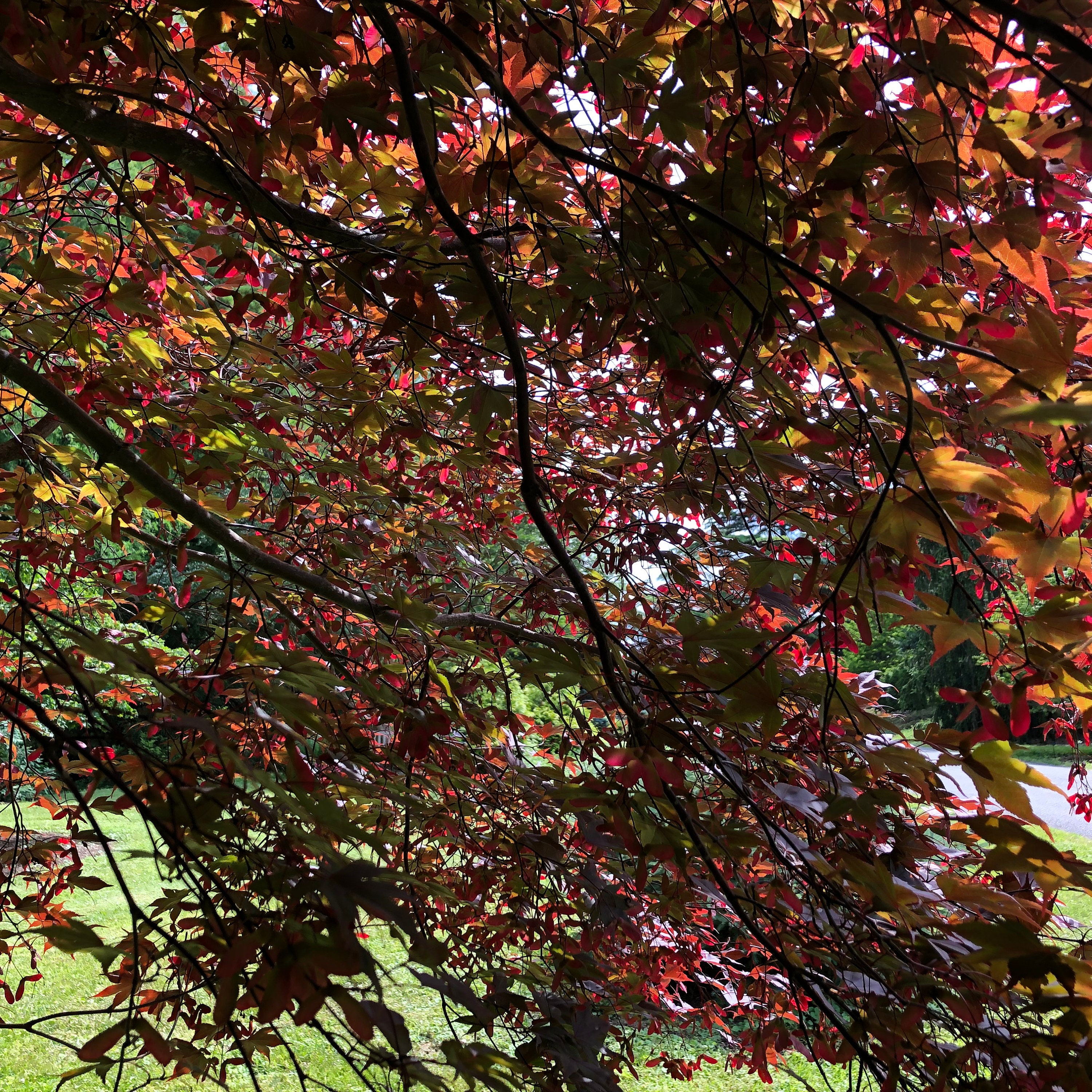 Bloodgood Japanese Maple Tree (acer Palmatum 'bloodgood') Seeds - NEW ...