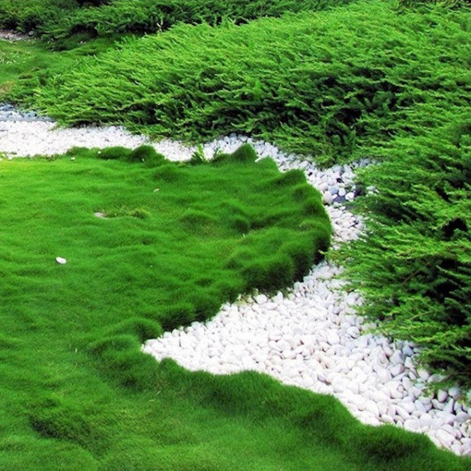 Korean Zoysia Ornamental Grass Zoysia Japonica Seeds Etsy