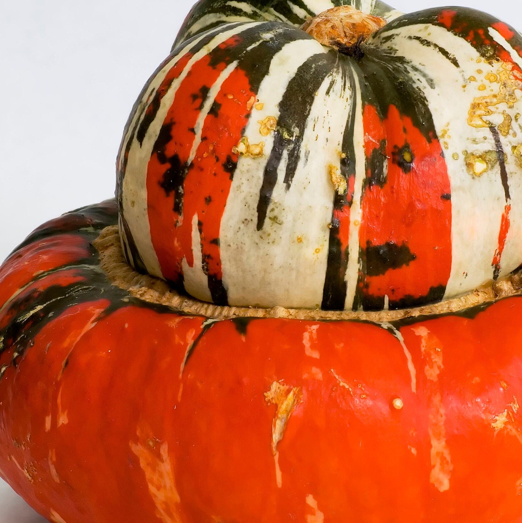 Turks Turban Squash