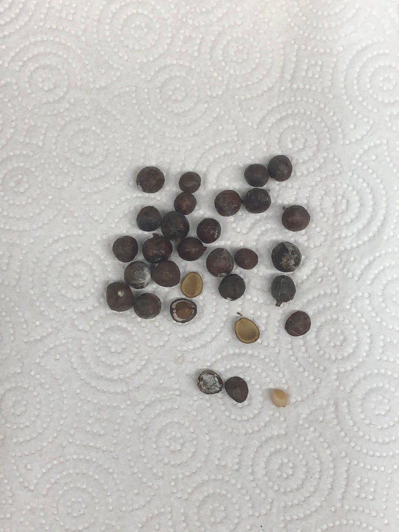 Gumbo Limbo tourist Tree bursera Simaruba Seeds - Etsy