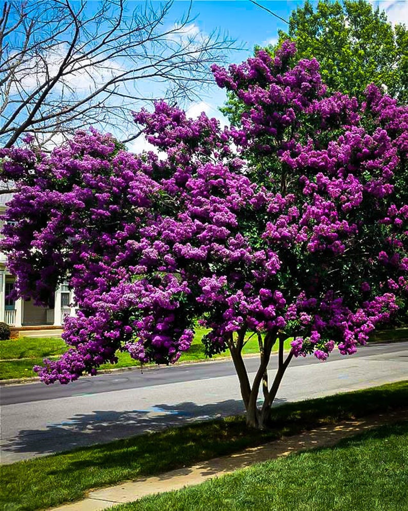 Purple Crepe Myrtle Tree lagerstroemia Indica - Etsy Israel