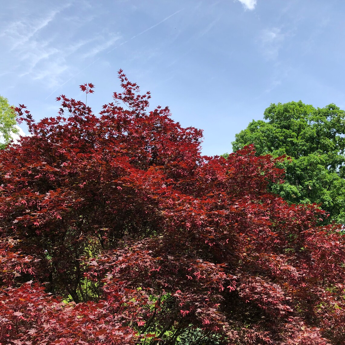 Bloodgood Japanese Maple Tree (acer Palmatum 'bloodgood') Seeds - NEW ...