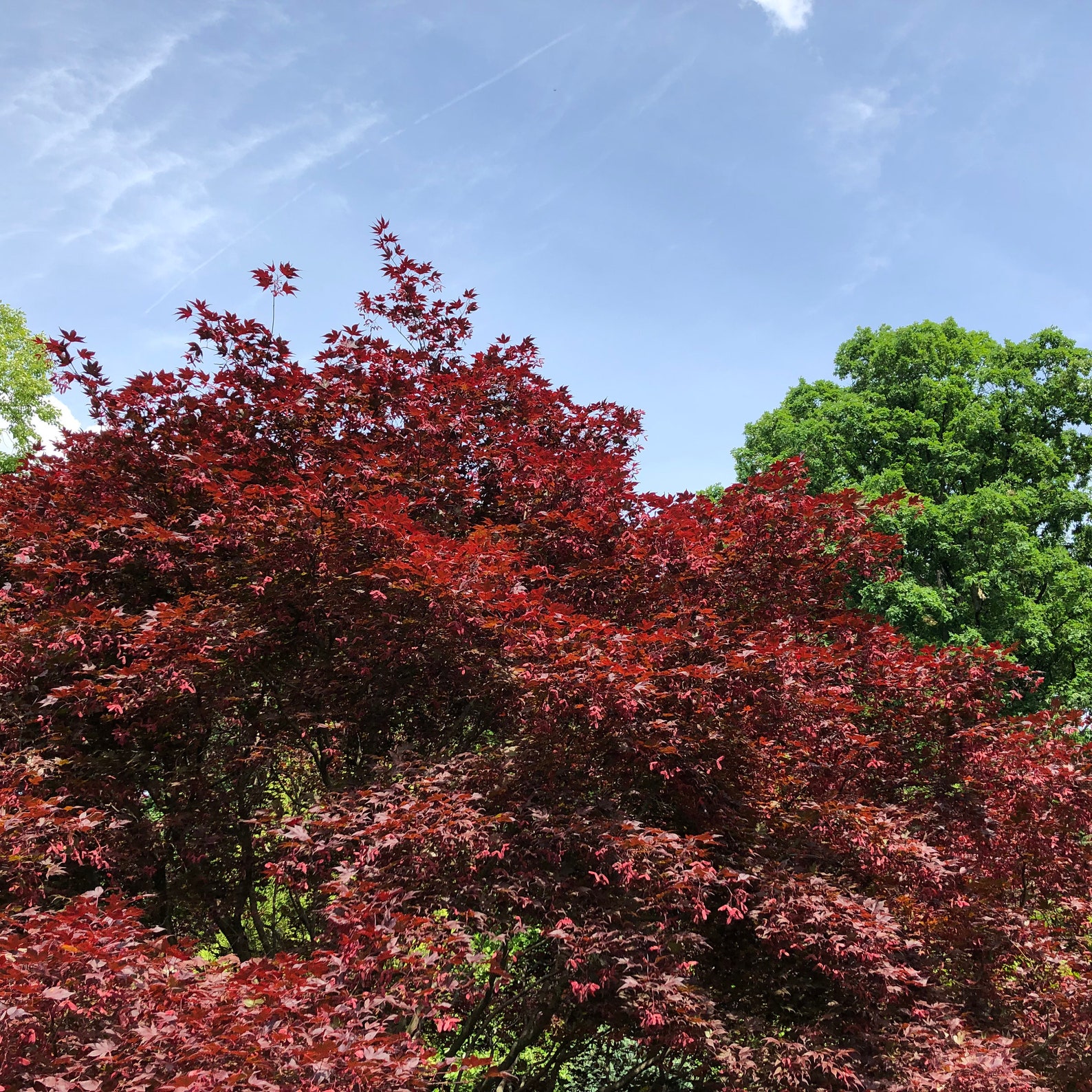 Bloodgood Japanese Maple Tree (acer Palmatum 'bloodgood') Seeds - NEW ...