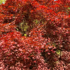 Moonfire Japanese Maple Tree (acer Palmatum 'moonfire') Seeds - NEW FOR ...