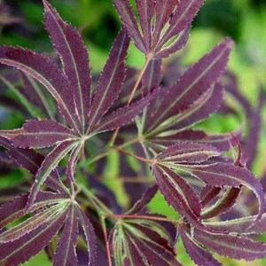 Beni-shi-en Japanese Maple Tree (acer Palmatum 'beni-shi-en') Seeds ...
