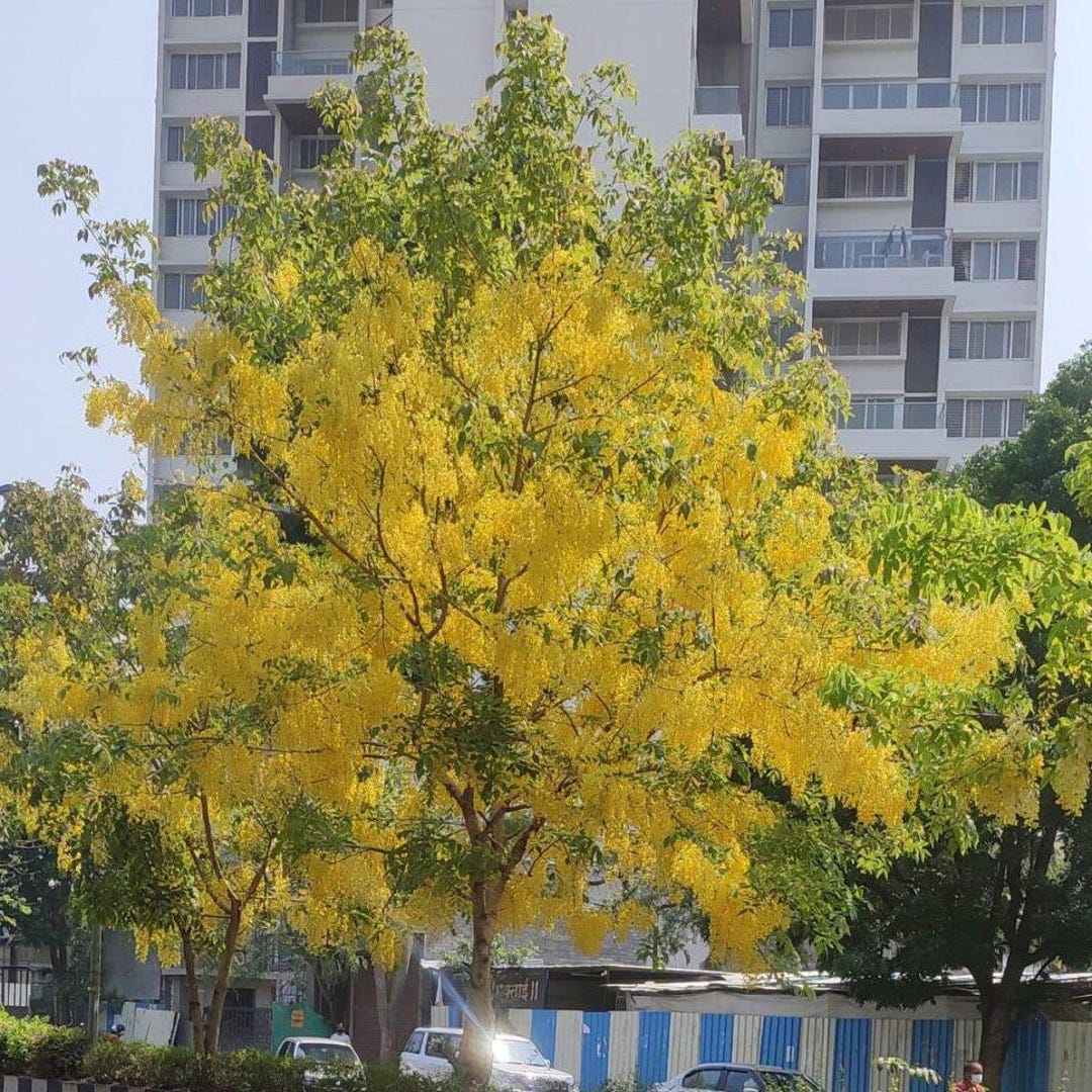 Golden Shower Tree (cassia Fistula) Seeds - NEW FOR FALL 2024 - Etsy