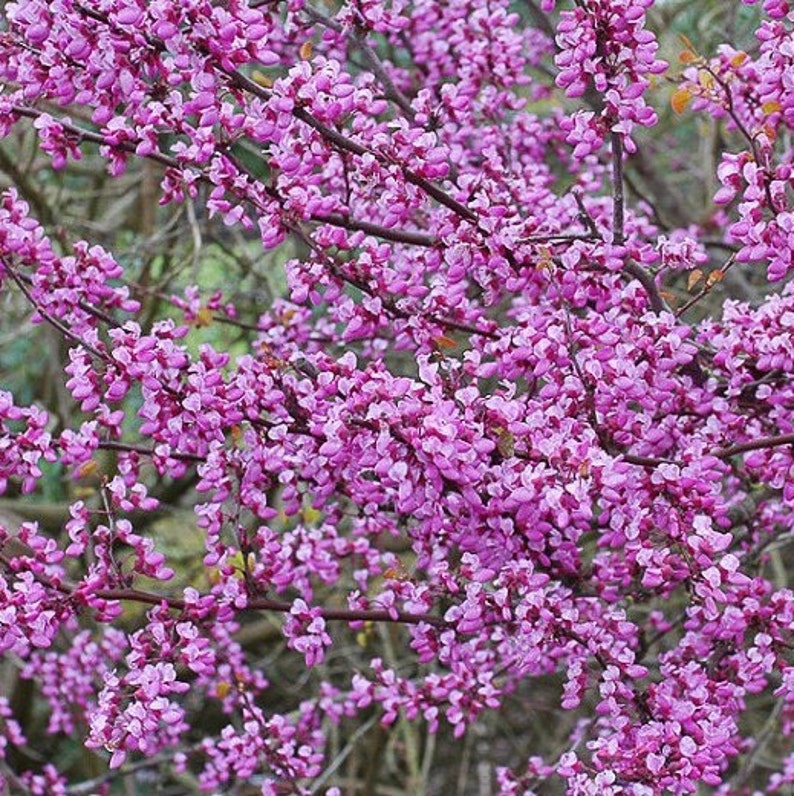 Western Redbud Tree cercis Occidentalis Seeds - Etsy