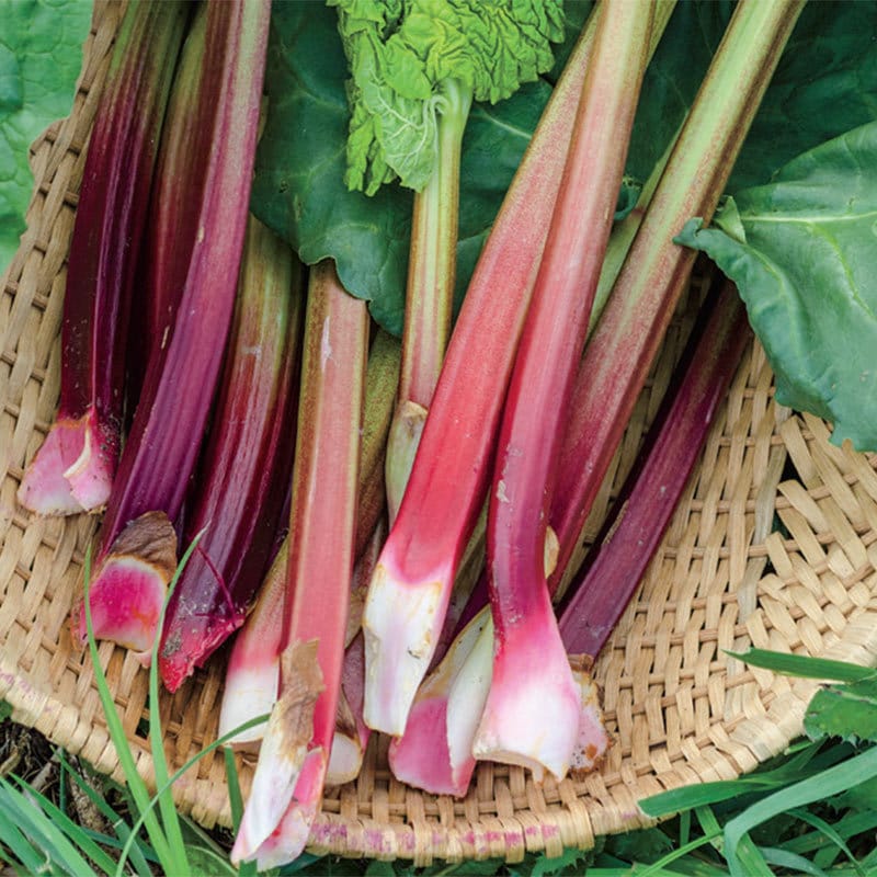 Organic Victoria Rhubarb Plant (rheum Rhabarbarum) Seeds - Etsy