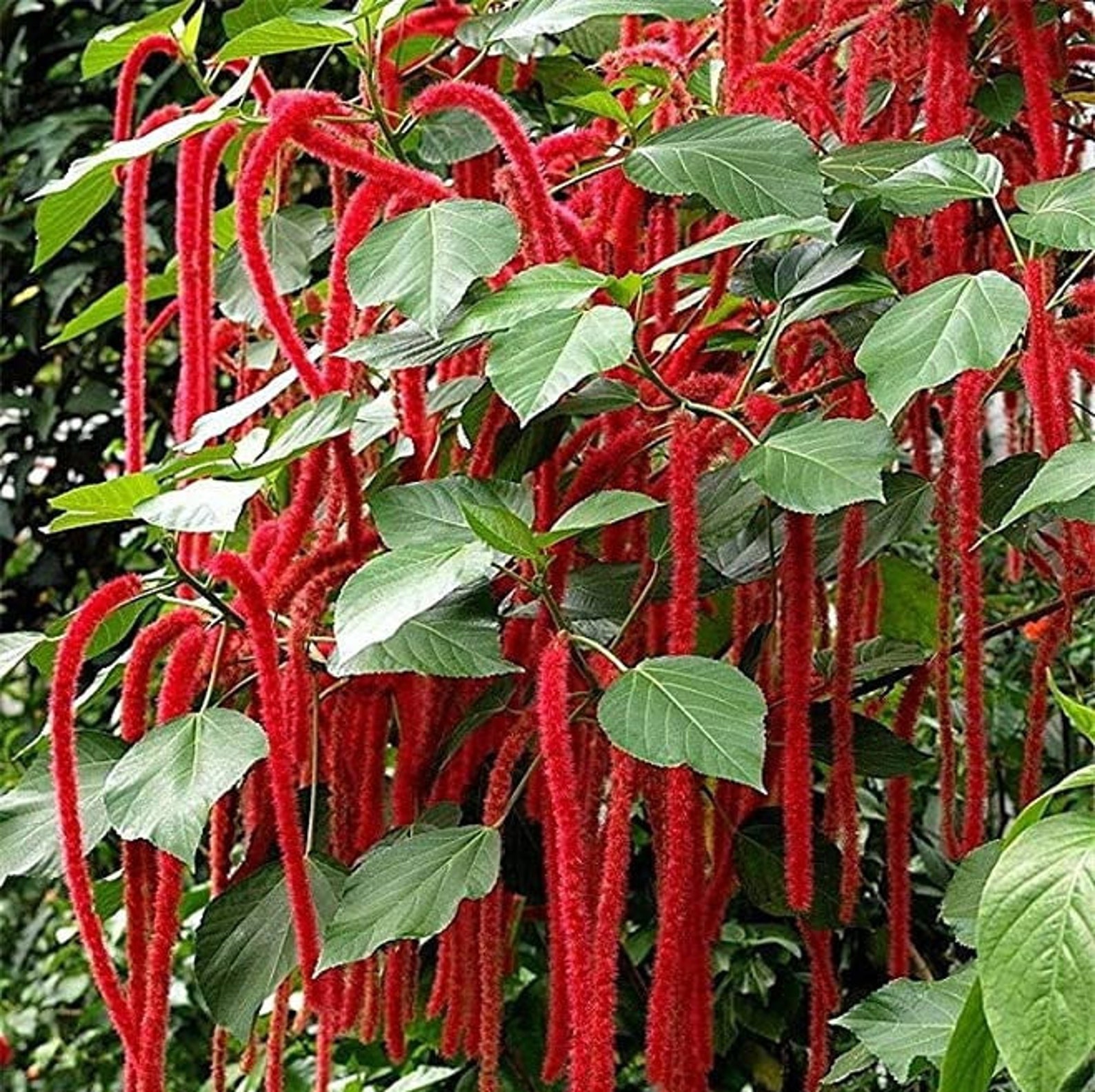 Chenille Plant (acalypha Hispida) Seeds - Etsy